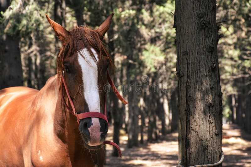 A Beautiful Brown Horse Looking Forward in the Forest Stock Photo ...