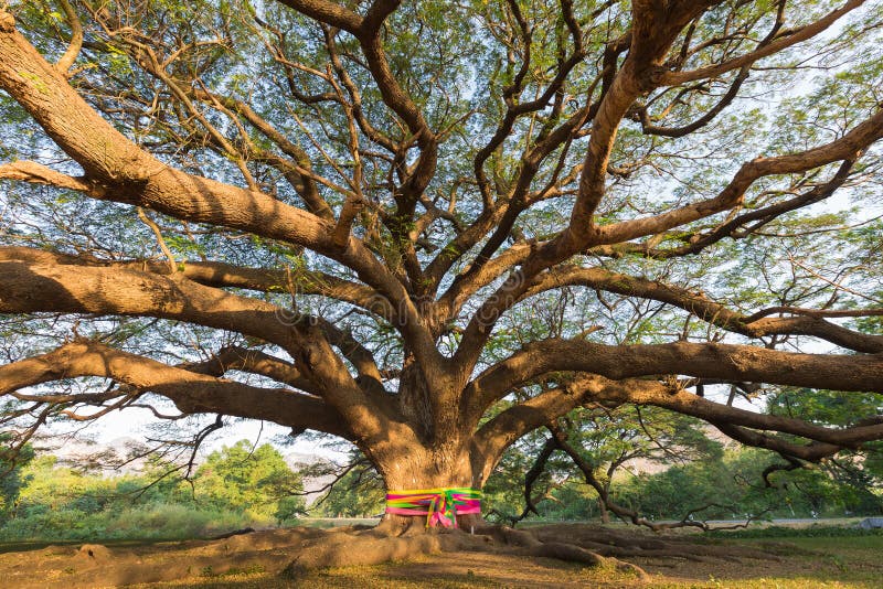 Alone Big Giant Tree in National Public Park Stock Image - Image of ...