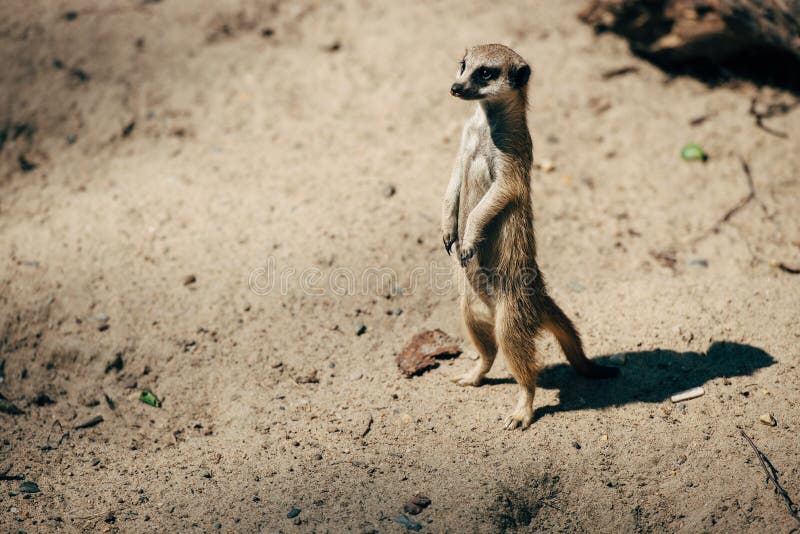 Meerkat look out guard stock image. Image of predator - 119738249