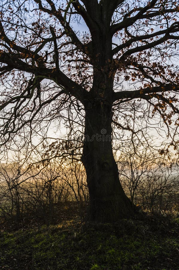 Alone Big Tree on Meadow at Sunset Stock Image - Image of morning ...