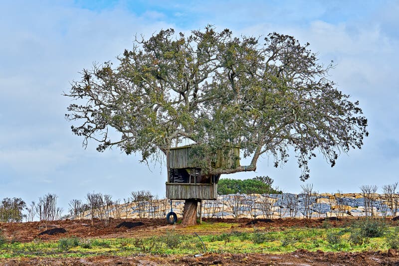 Alone Big Tree with Small Treehouse in Backyard Against Blue Sky Stock ...
