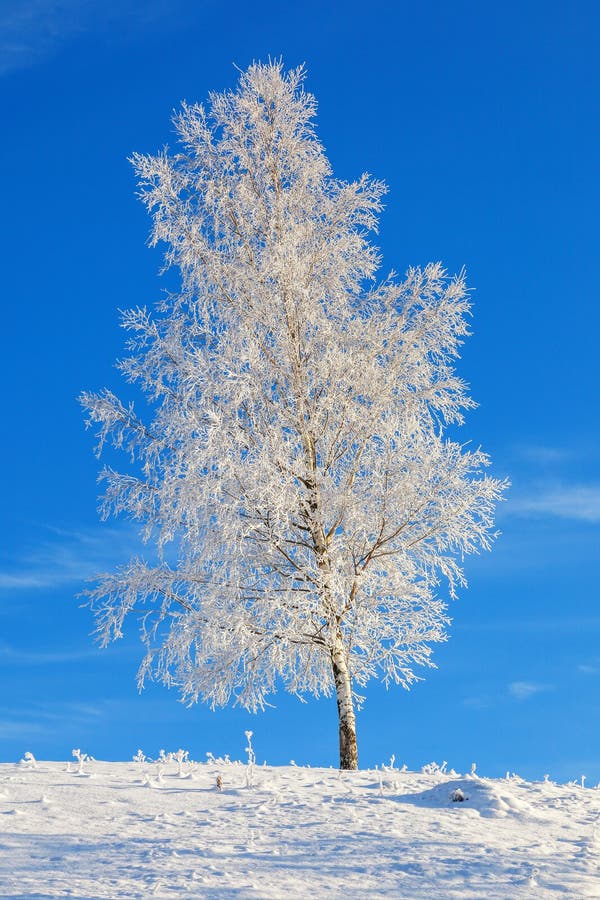 Alone Birch Tree a Sunny Winter Day Stock Photo - Image of outdoors ...