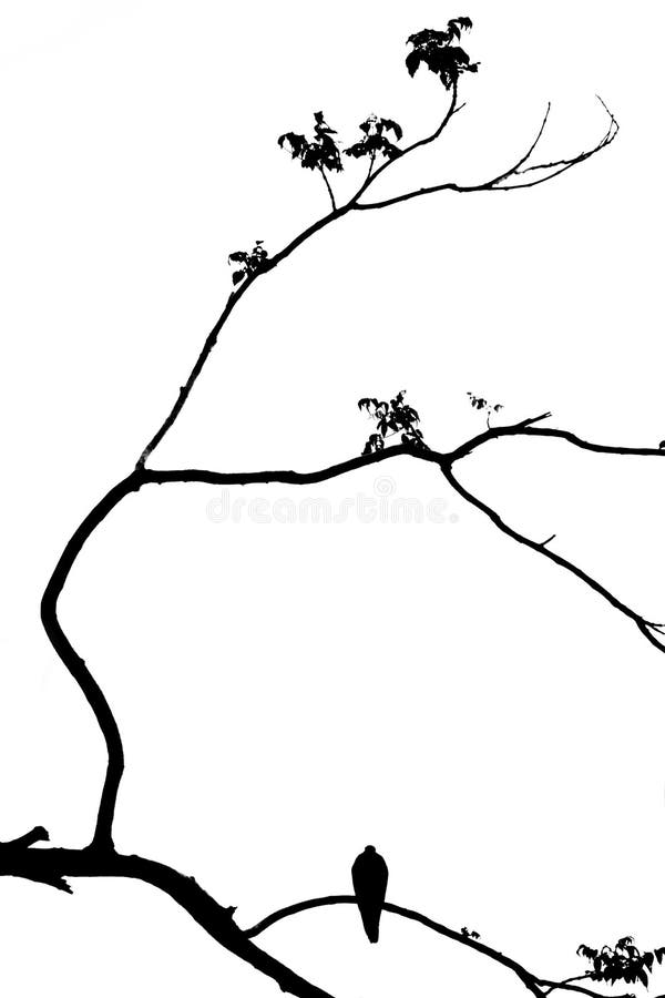 Alone Bird on the Branch of Tree, Isolated White Background Stock Image ...