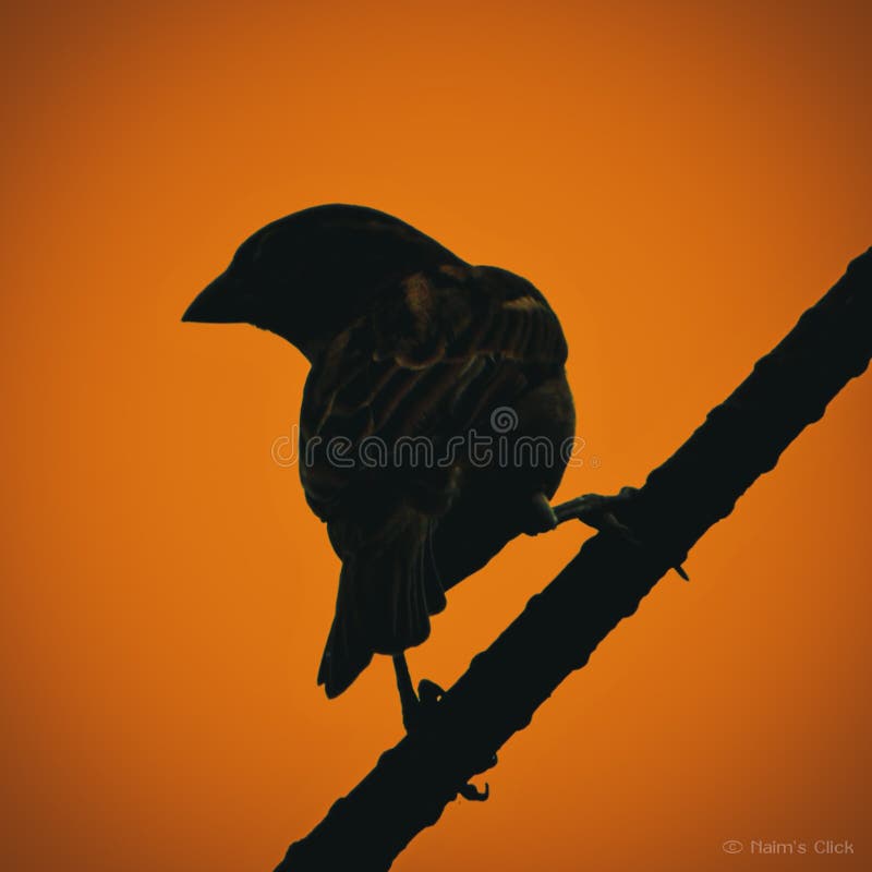 Alone bird looking at sky stock image. Image of monochrome - 191020009