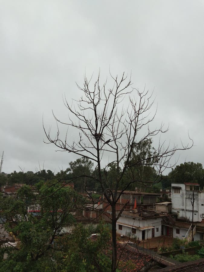 Alone Bird in the Tree and Enjoy Rain Stock Image - Image of enjoying ...