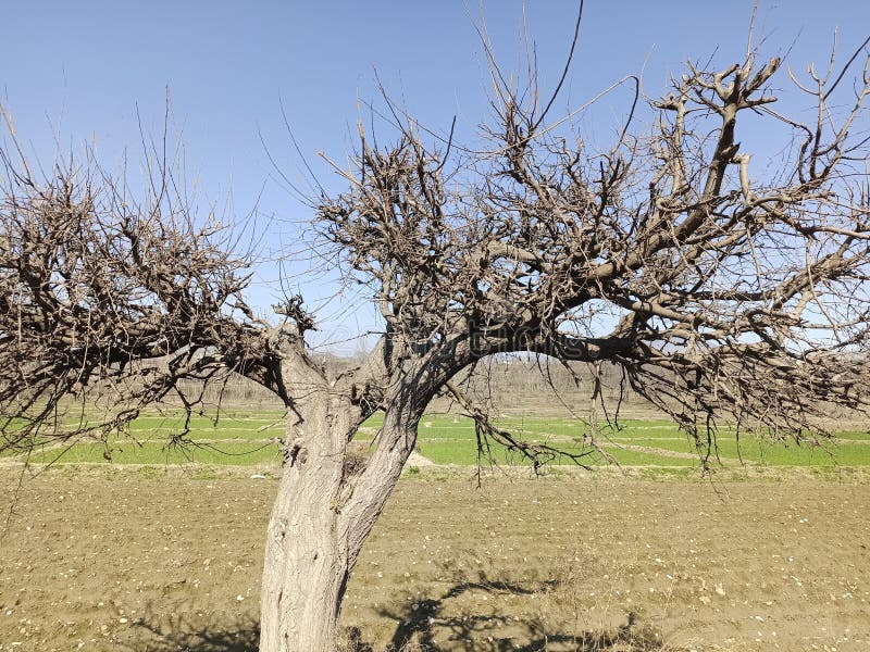 Alone Black Mulberry Tree without Leaves Stock Image - Image of black ...