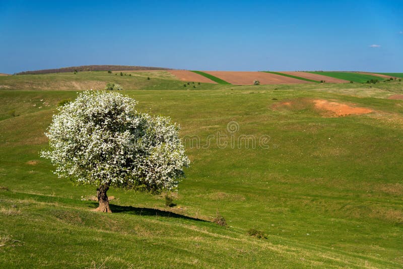 Alone Blossoming Tree in a Spring Field Stock Photo - Image of rural ...
