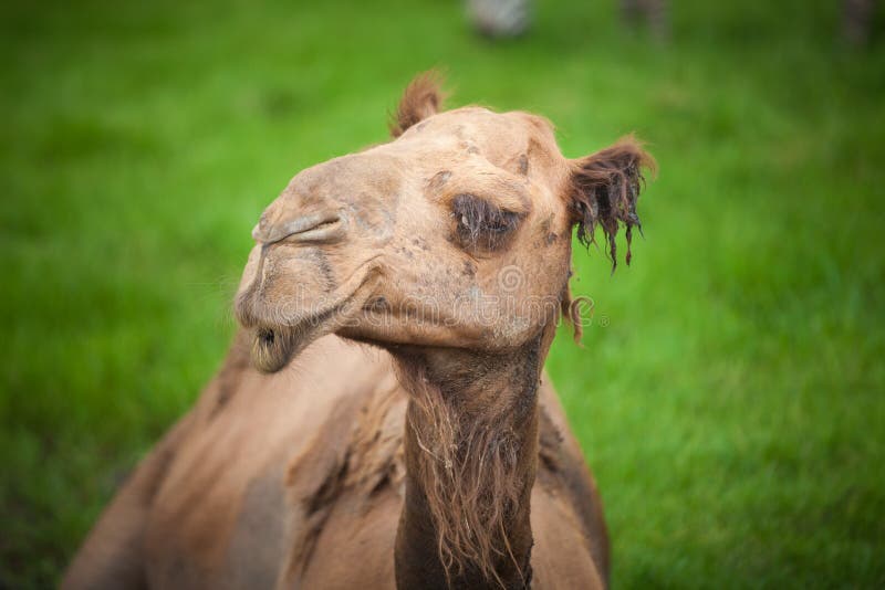 Alone camel stock image. Image of grass, safari, transportation - 43655443