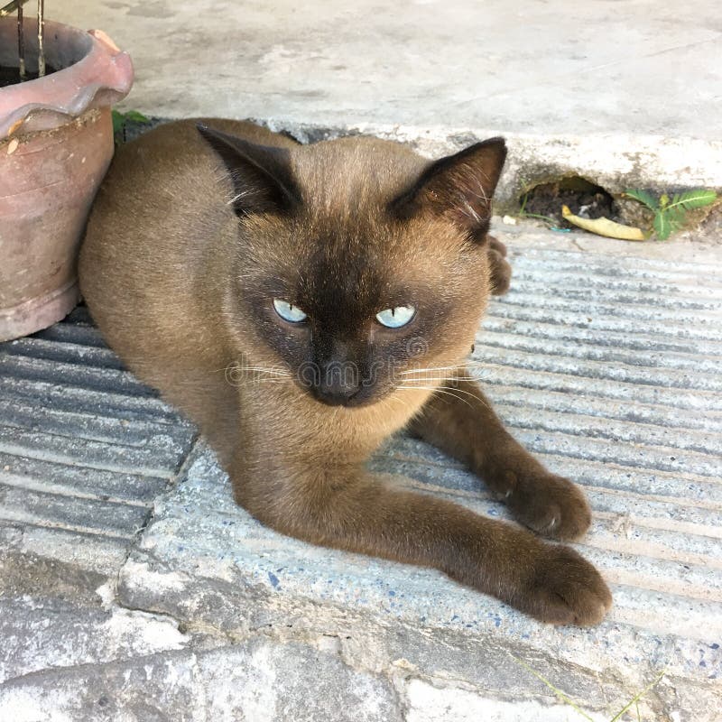 Alone cat stock image. Image of portrait, beautiful, hair - 80423421