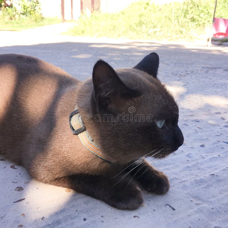 Alone cat stock photo. Image of little, yellow, portrait - 80423432