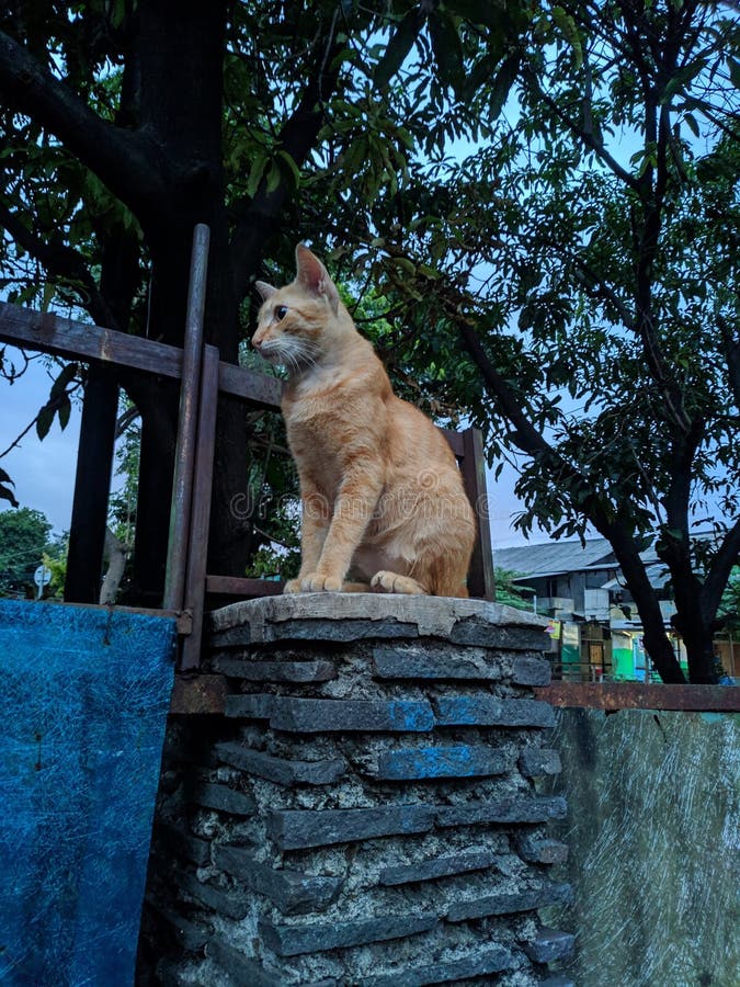Alone Cats Waiting for New Friends Stock Image - Image of waiting ...
