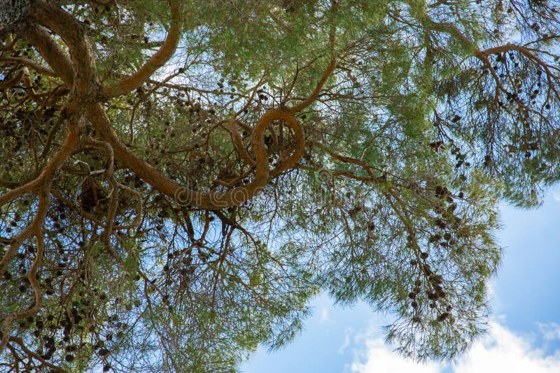 Alone Cedar Tree Pine Stock Photos - Free & Royalty-Free Stock Photos ...