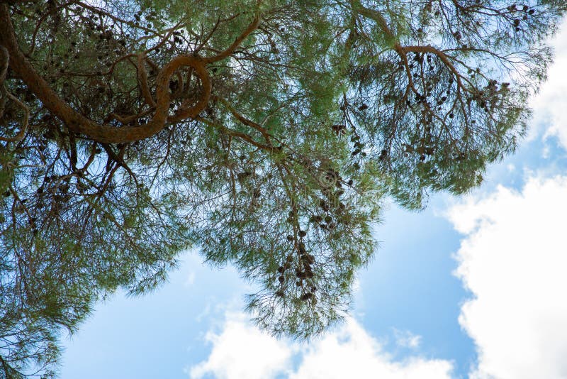 Alone Cedar Tree Pine Stock Photos - Free & Royalty-Free Stock Photos ...