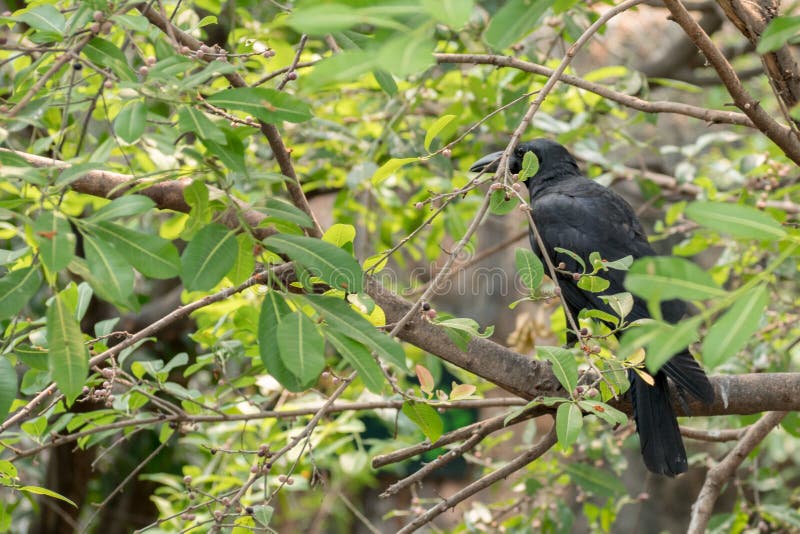 Alone crow on tree branch stock image. Image of birds - 114948673