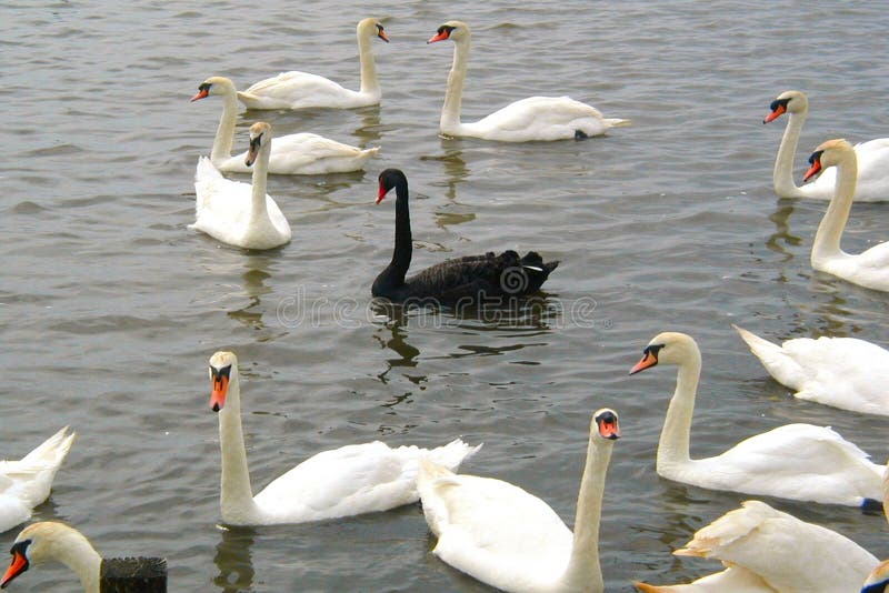 Alone in a Crowd stock photo. Image of black, swan, group - 56563858