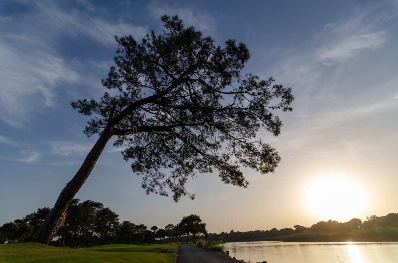 Alone Cedar Tree Pine Stock Photos - Free & Royalty-Free Stock Photos ...