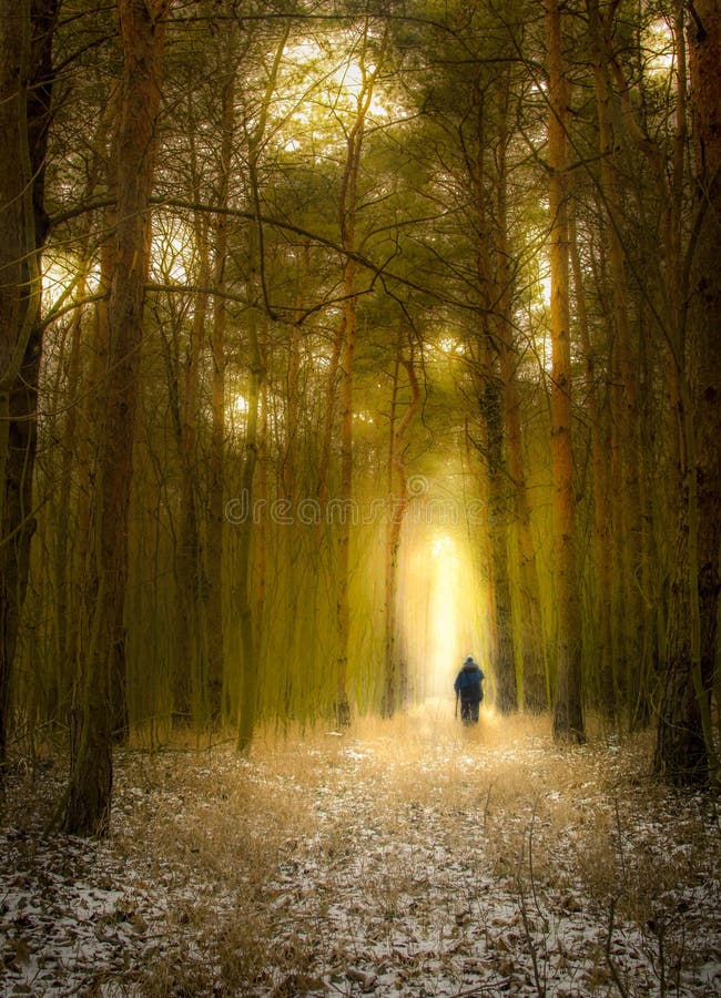 Lonely Man On Forest Road, Night Landscape Stock Photo - Image of ...