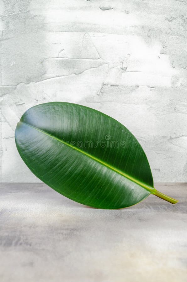 Alone Dense Ficus Elastica Leaf on Concrete Background, Space for Text ...