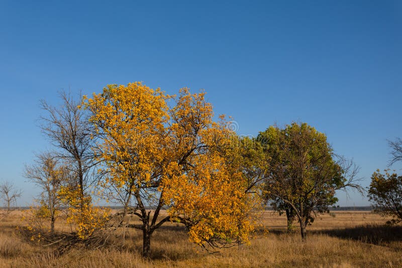 Oak Tree and Prairie stock photo. Image of beautiful - 21424962