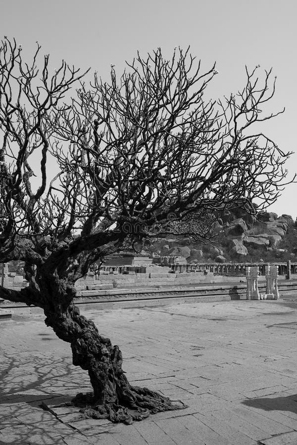 Alone Dry Tree in Bricks of a Square in Black and White Stock Photo ...