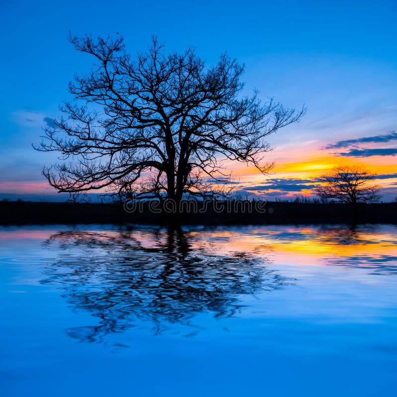 Alone Dry Tree Reflected in a Water at the Sunset Stock Photo - Image ...