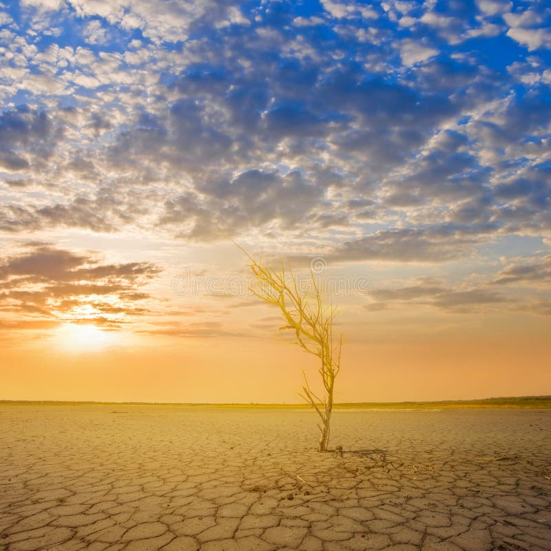 Dry Tree among Saline Land at the Sunset Stock Image - Image of ...