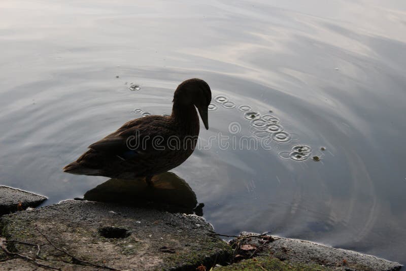Alone duck stock image. Image of learn, life, peace, swim - 74194127