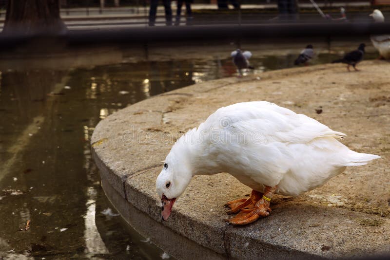 Sad duck stock image. Image of grief, nature, brown, fluffy - 7277717