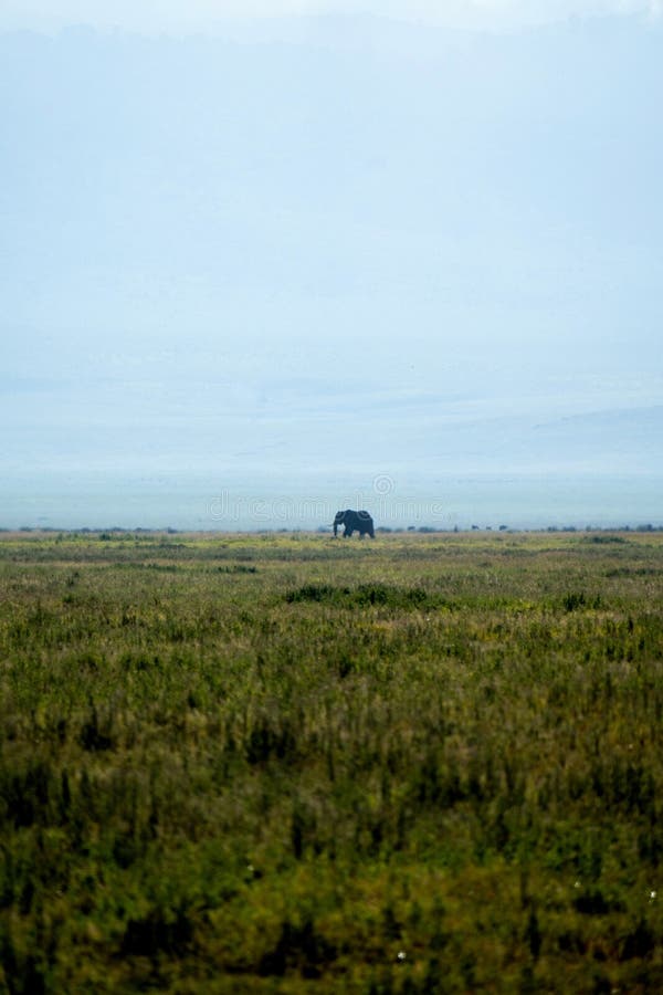 Alone Elephant Walking Across a Vast Grassy Plain with a Misty Backdrop ...