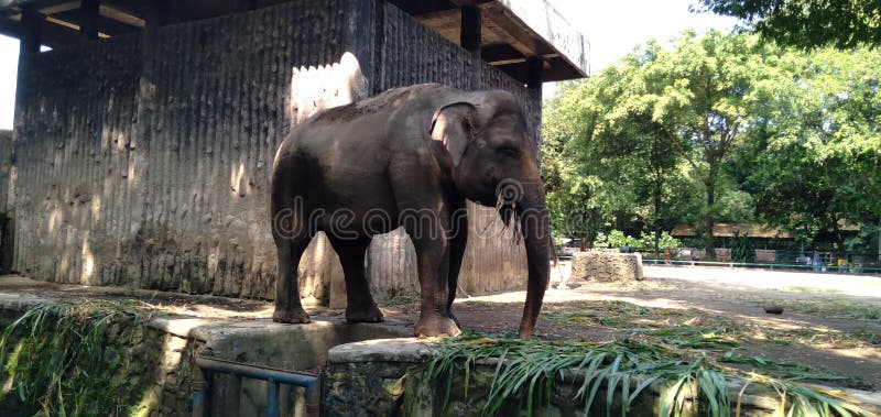 Alone elephant in a zoo stock image. Image of elephant - 253321447