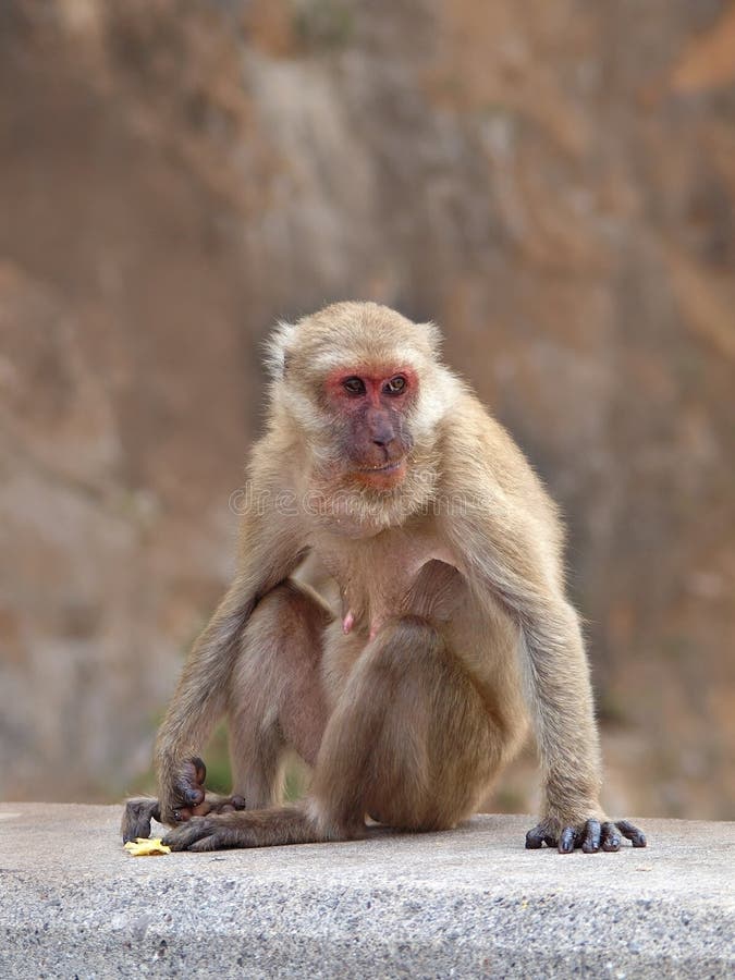 Alone female monkey stock image. Image of nepal, hair - 134782643