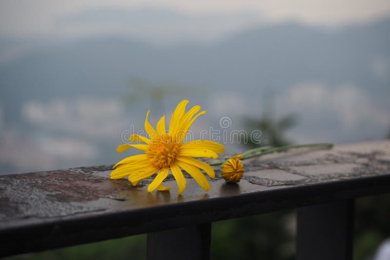 Alone Yellow Flower on Stair Handrails after Rain. Stock Image - Image ...