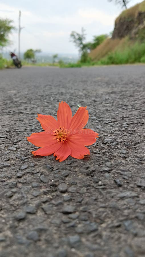 Alone Flower stock image. Image of yellow, nice, alone - 91830975