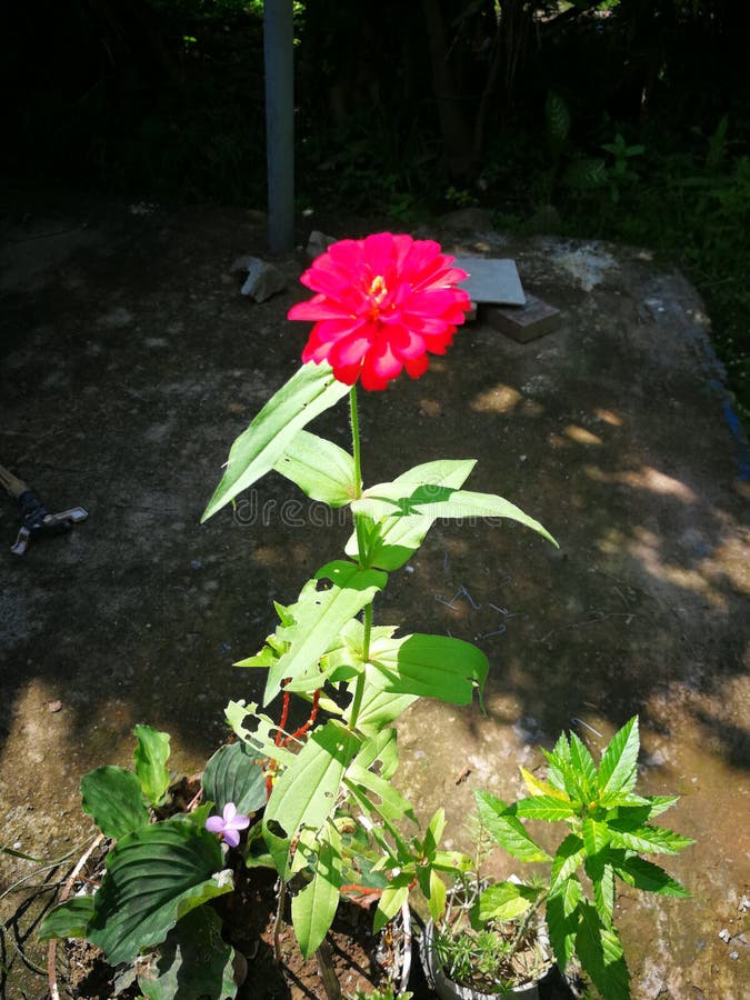 Alone flower stock photo. Image of flower, beautiful - 128850854