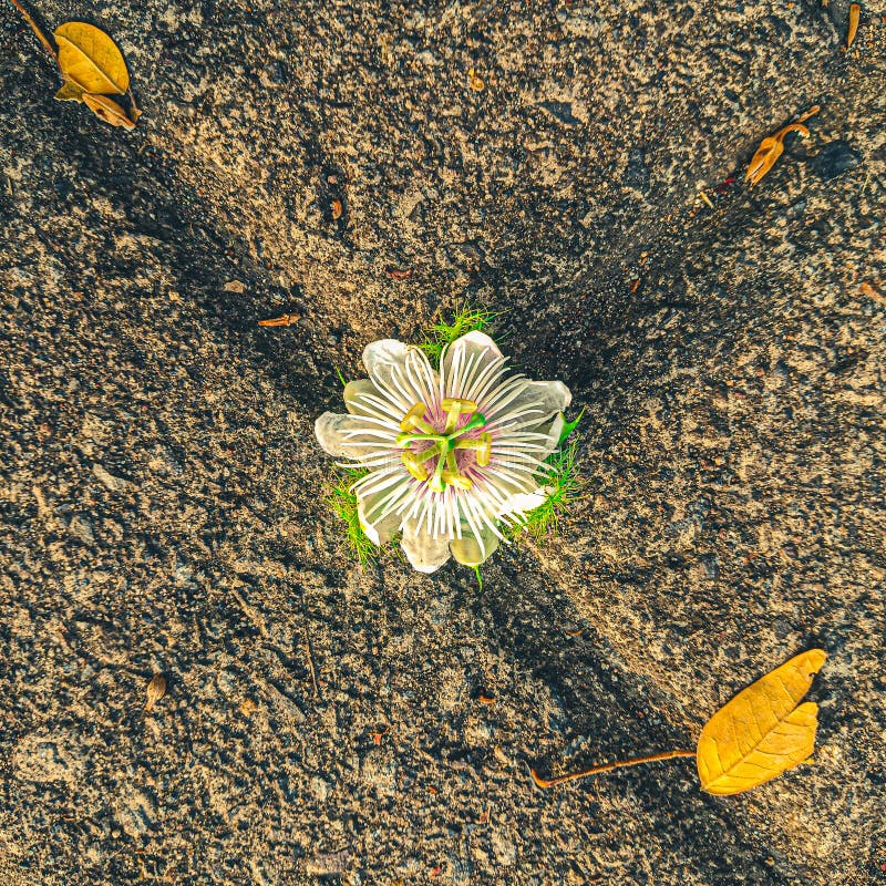 Alone Flower stock image. Image of yellow, nice, alone - 91830975