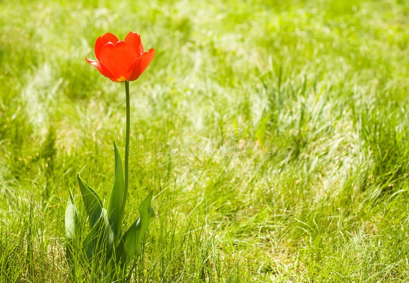 Alone Flower Tulip Outdoor. Copy Space Stock Image - Image of field ...