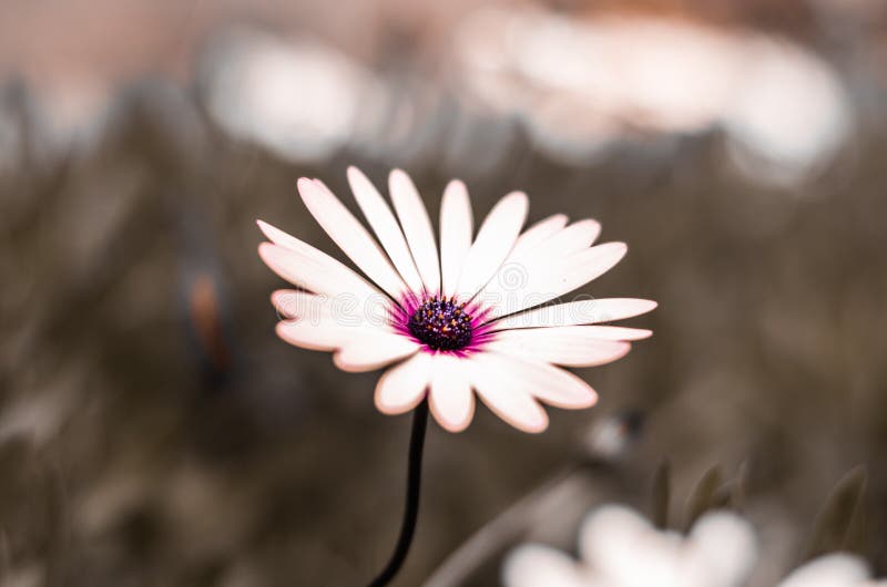 Alone Flower Tulip Outdoor. Copy Space Stock Image - Image of field ...