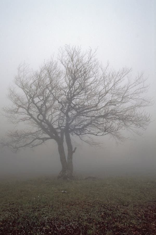 Tree in fog stock image. Image of morning, dense, oxygen - 23449777