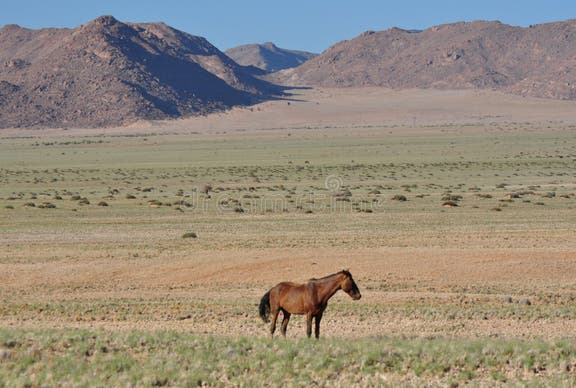 Alone and Free! stock photo. Image of animal, alone, landscape - 23126342