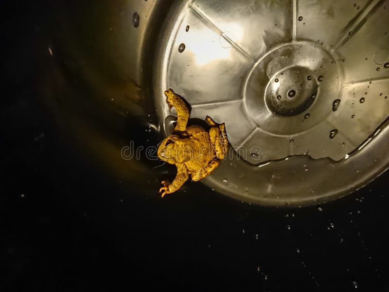 Alone Frog in Black Bucket Intended for Saving Frogs by the Road Stock ...