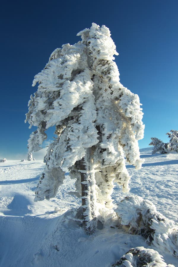 Alone Frosted Tree stock image. Image of natural, conditions - 60768749