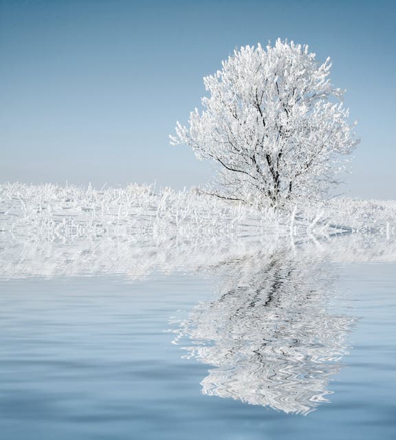 Alone frozen tree. stock photo. Image of snow, january - 3831832