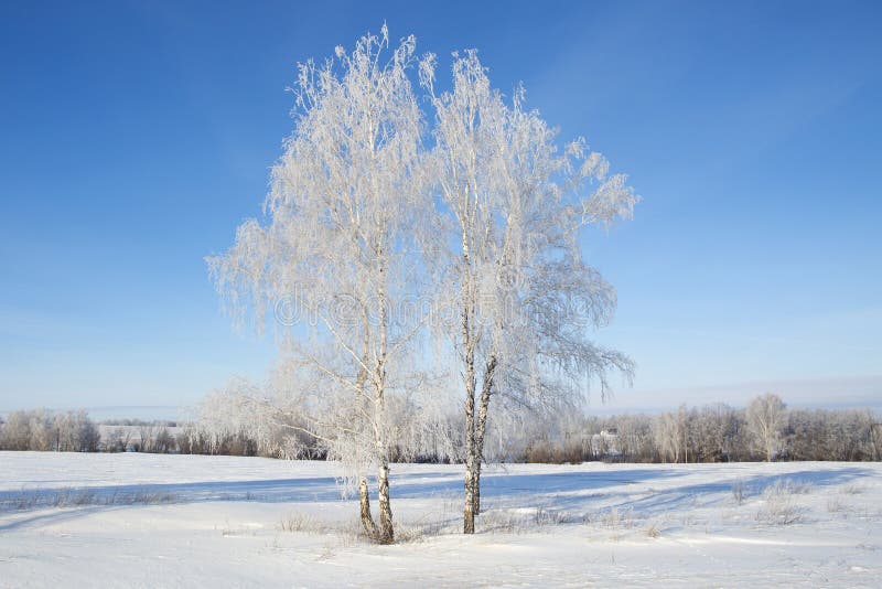 Alone frozen tree. stock photo. Image of snow, january - 3831832
