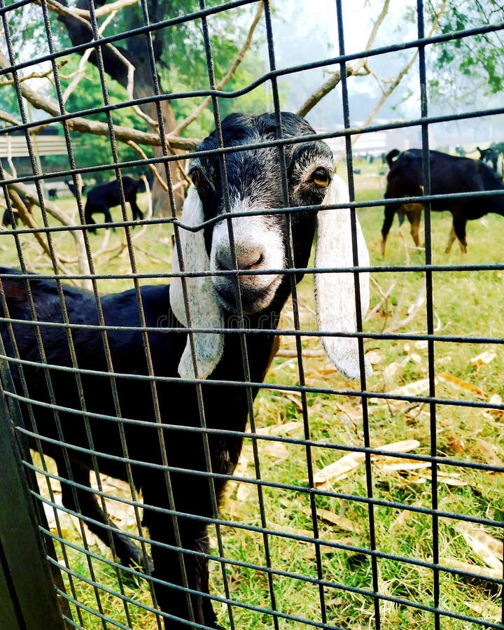 The Alone Goat Waiting for Independent Behind the Grille Stock Photo ...