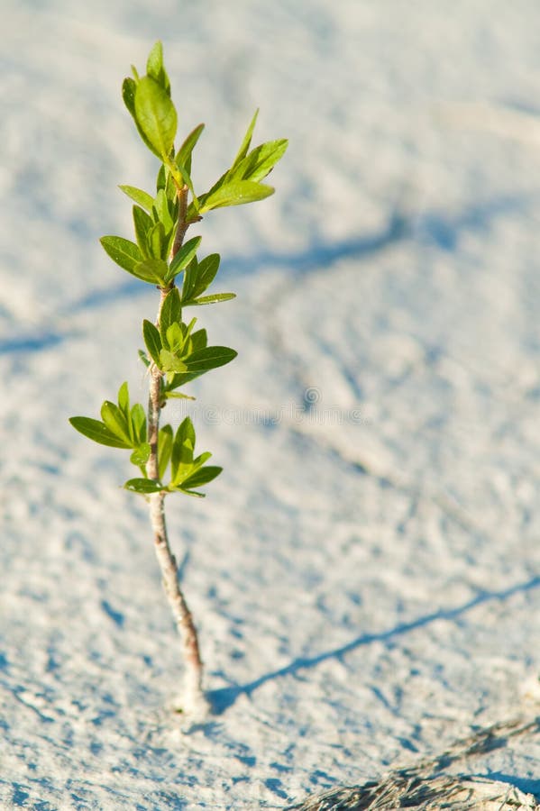 Alone green plant stock photo. Image of desert, sand - 19825966