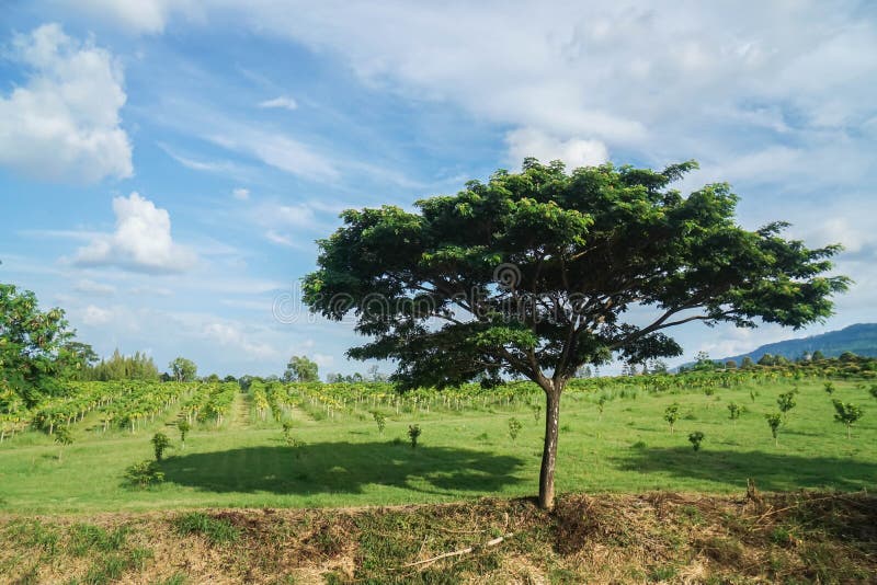 Alone Green Tall Tree in Rural Farm in Summer Stock Photo - Image of ...