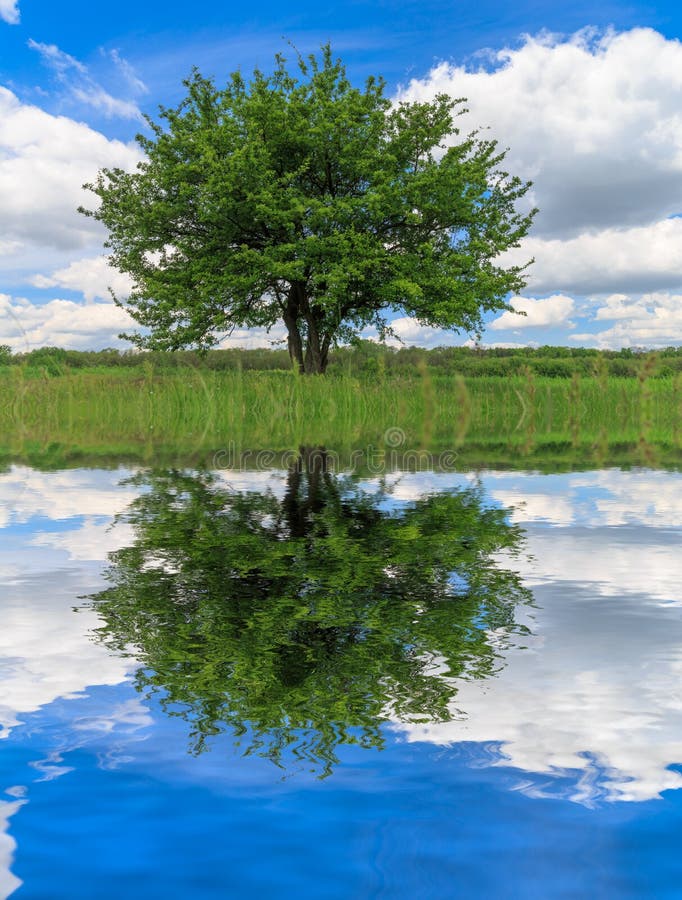 Alone Green Tree and Water Reflection Stock Photo - Image of scene ...