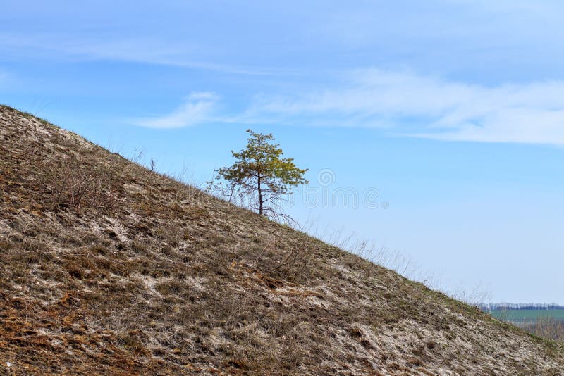 Alone Tree Picture. Image: 2266312