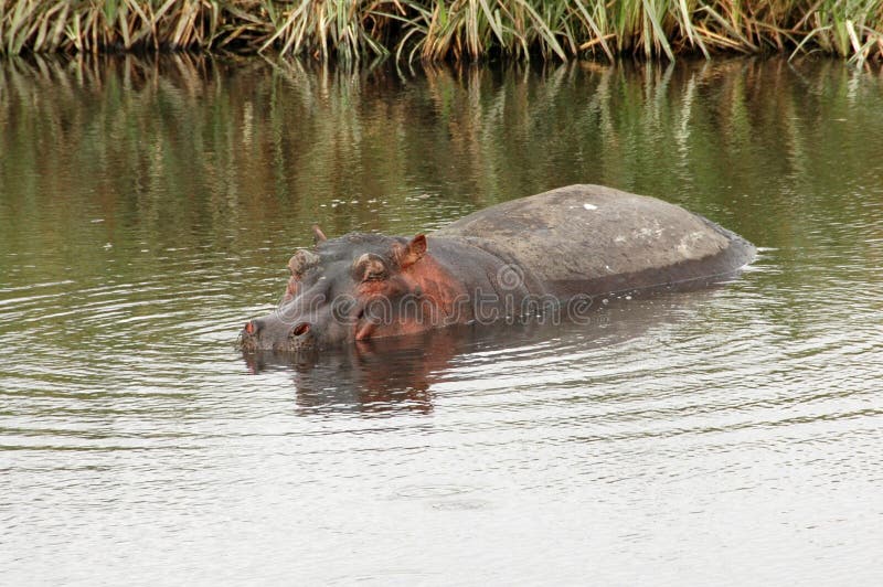 Hummingbird stock photo. Image of hover, color, small - 8284830