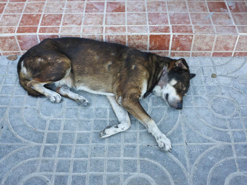 Alone Homeless Old Brown Dog Sleeping on the Street Stock Photo - Image ...